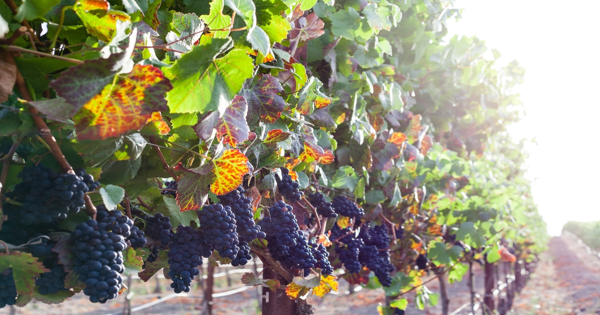 San Joaquin Valley wine maker sees the makings of a good red wine crop ...