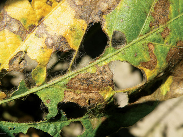 Manage aerial web blight to prevent leaf/pod loss