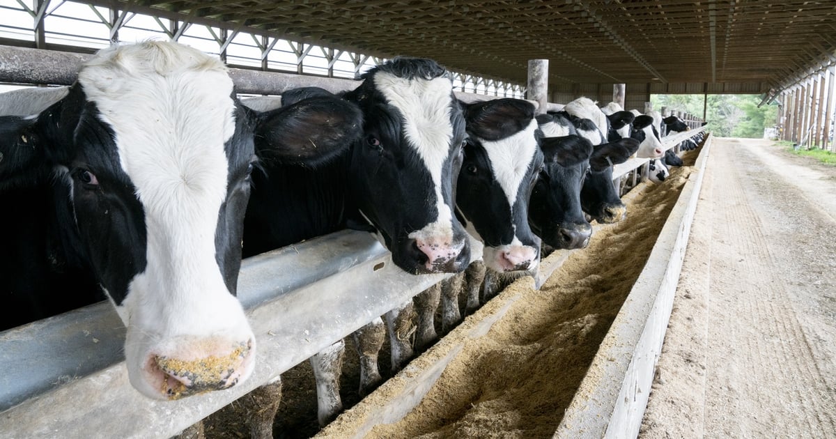 Surge in dairy signals some relief for beef shortage