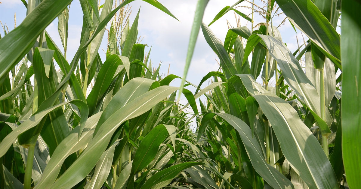 Genetic breakthrough in corn could lead to better yields