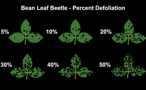 Monitor soybeans for bean leaf beetles