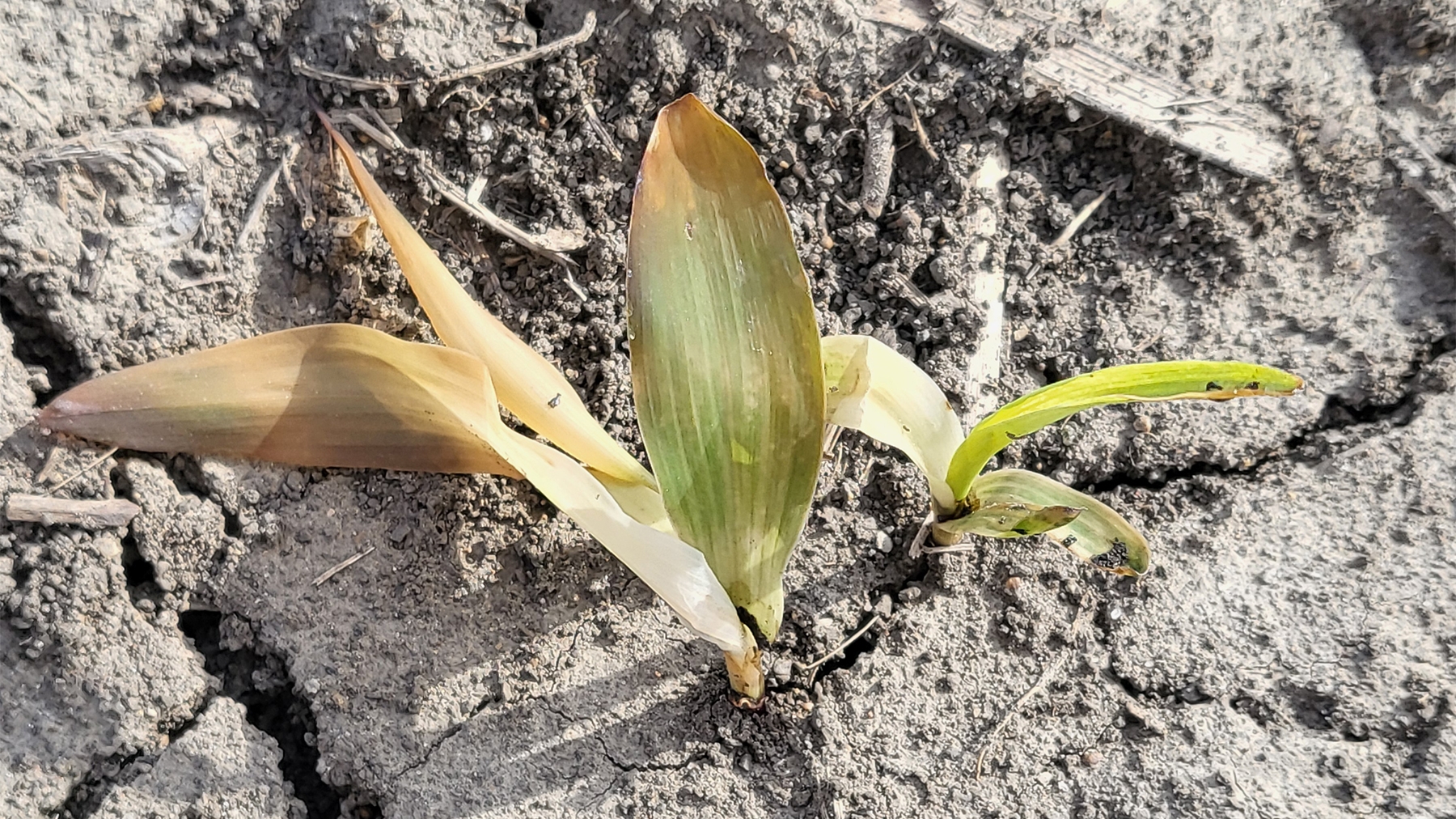 Spring frost myths: Corn vs. soybean planting risks explained