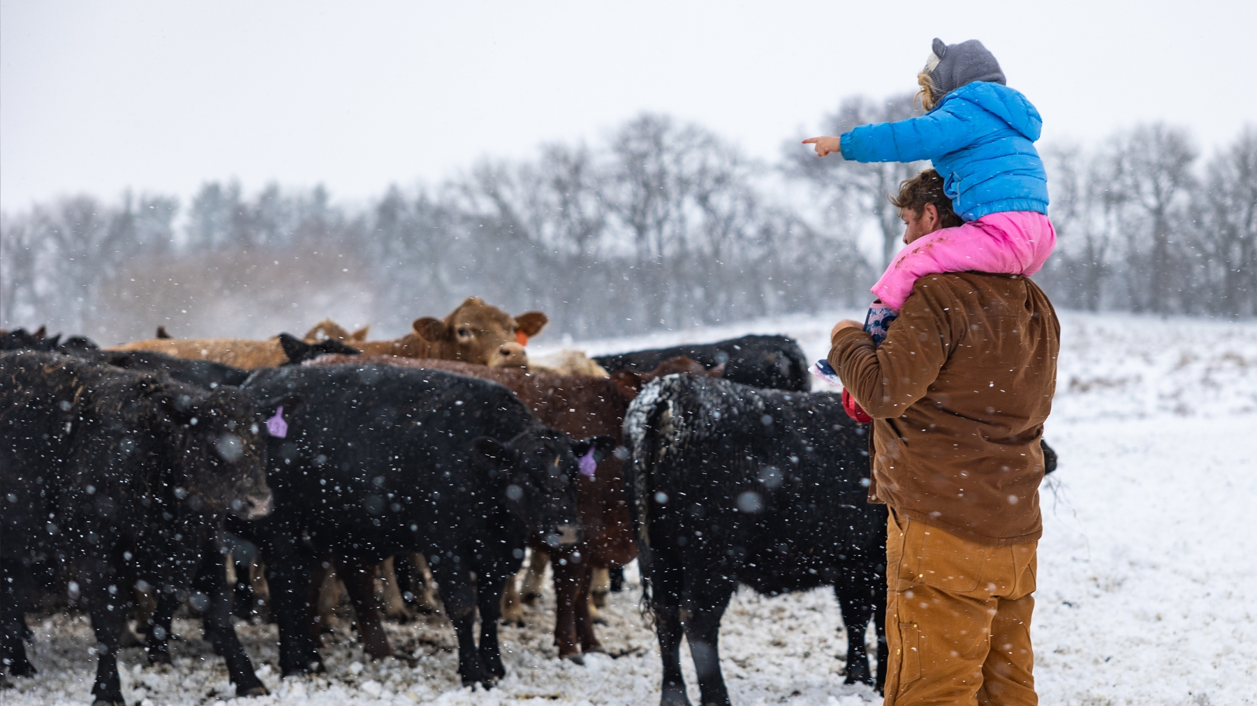How to prepare for calving season