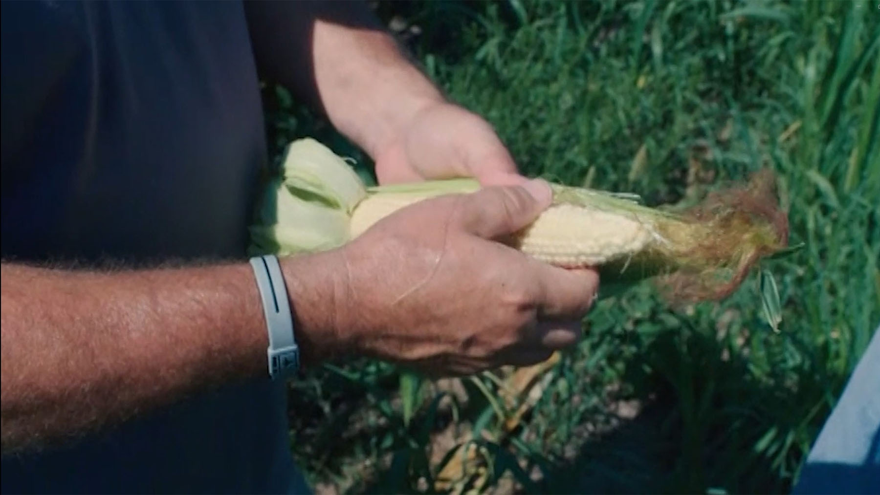 Corn recent news | Farm Progress