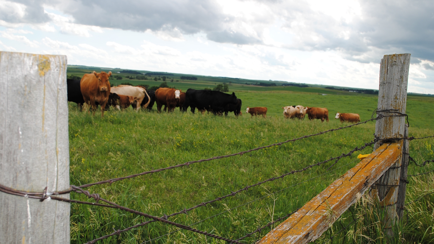 Nebraska Grazing Conference: 25 years of sustainable grassland management