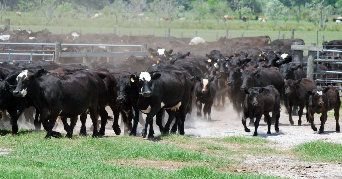Reduced cow culling signals potential herd growth