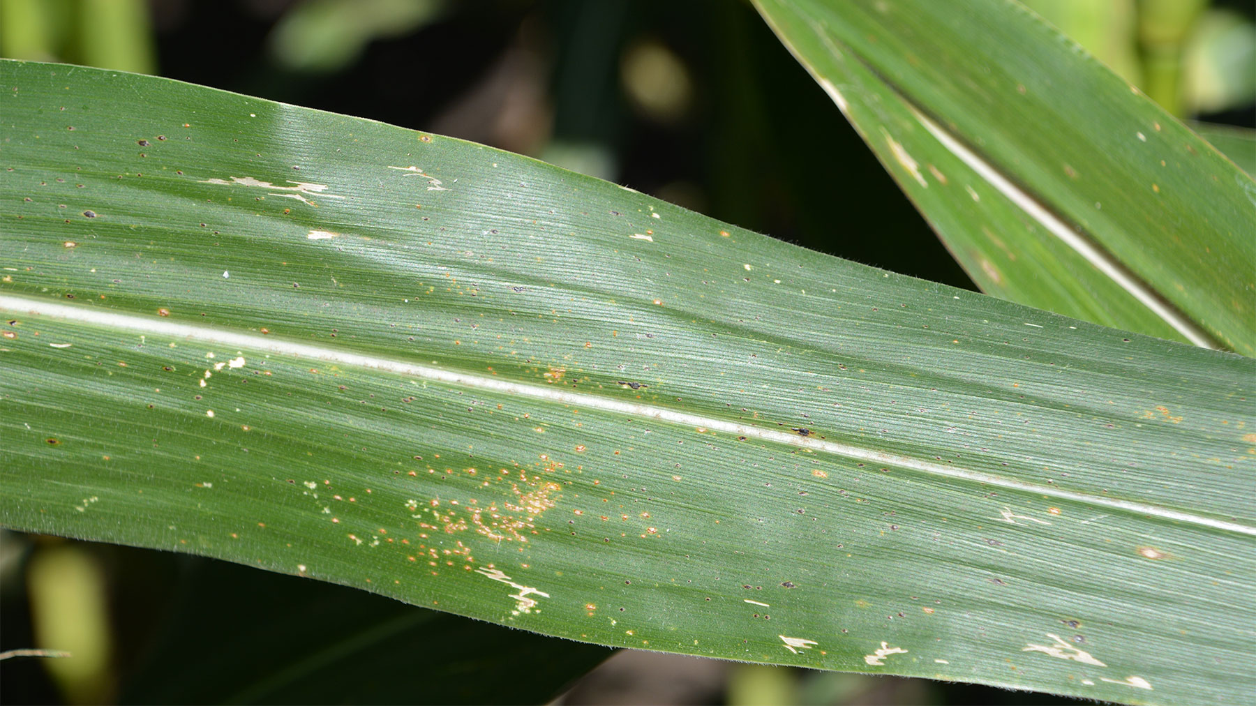 Lessons you can learn from 2025 corn crop