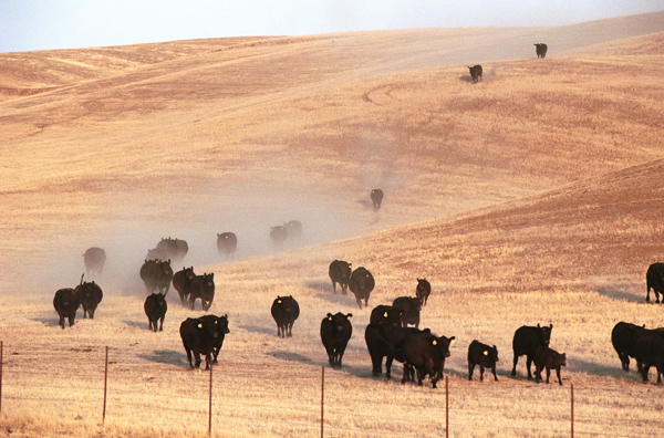 Large, 300 head herd of stray and feral cattle rounded up near border