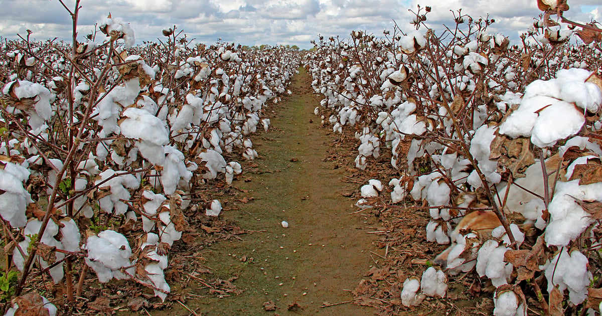 Changing Weather Complicating Cotton Outlook Changing Weather Complicating Cotton Outlook