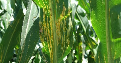 What are those streaks on corn leaves this year?