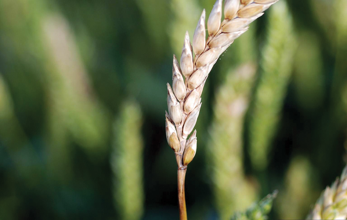 Spraying wheat with fungicide to control scab must be timely