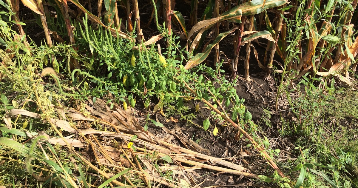 Palmer amaranth can be stopped