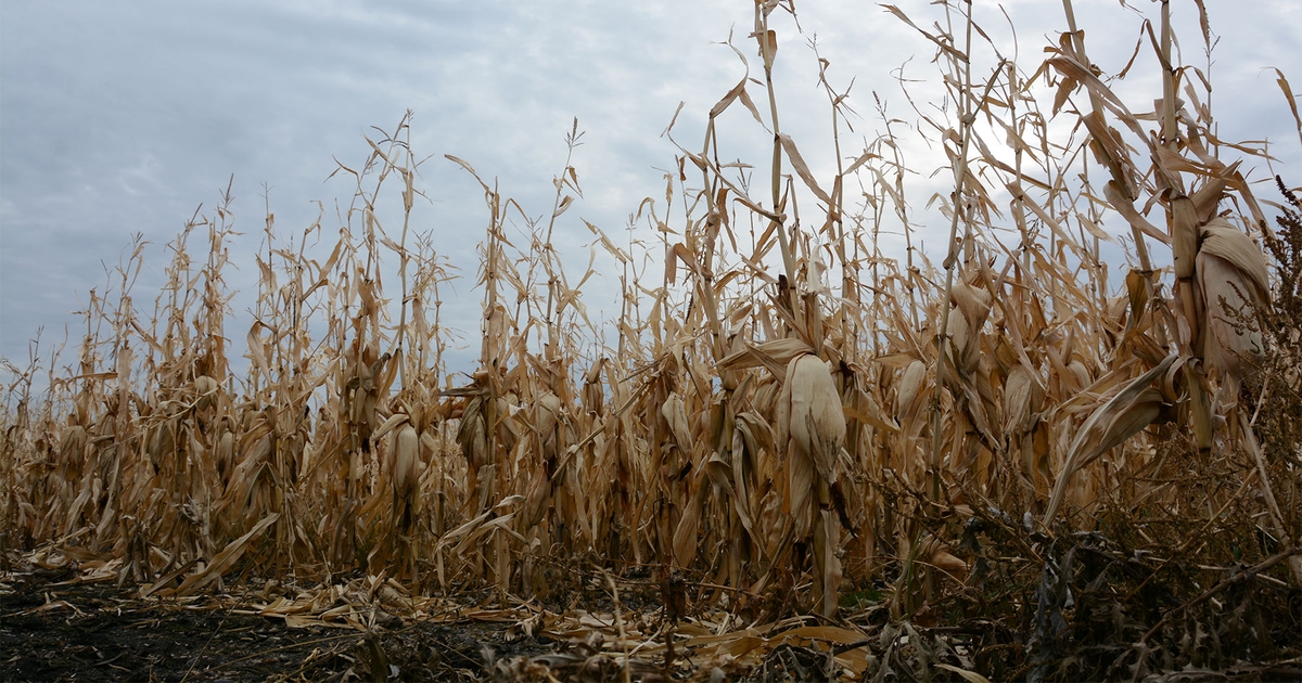 Fate of unharvested crop depends on estate administration
