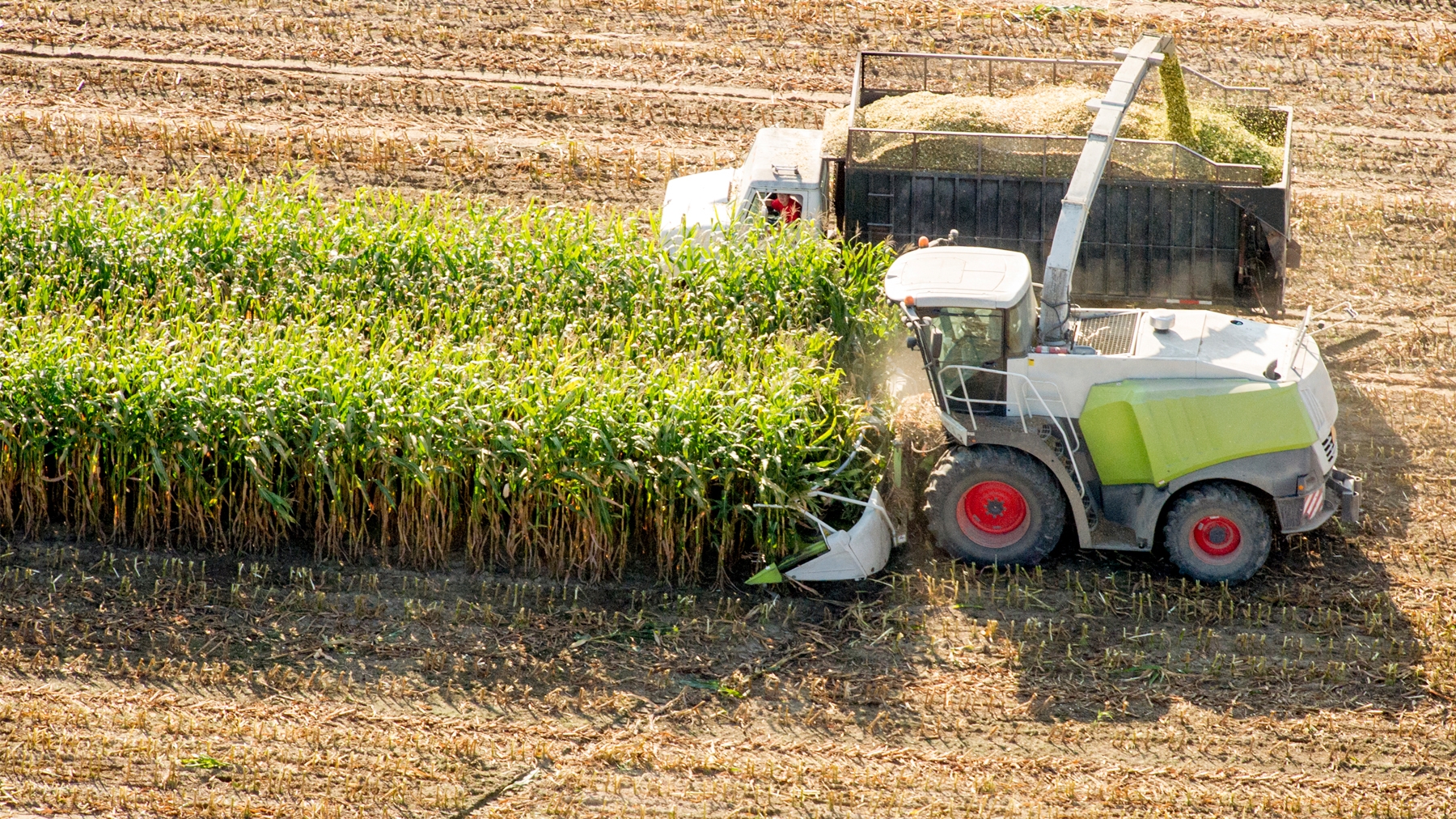 Cutting silage: Timing and safety