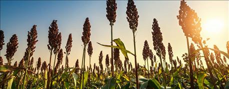 EPA grants emergency exemption to use Transform insecticide in Texas