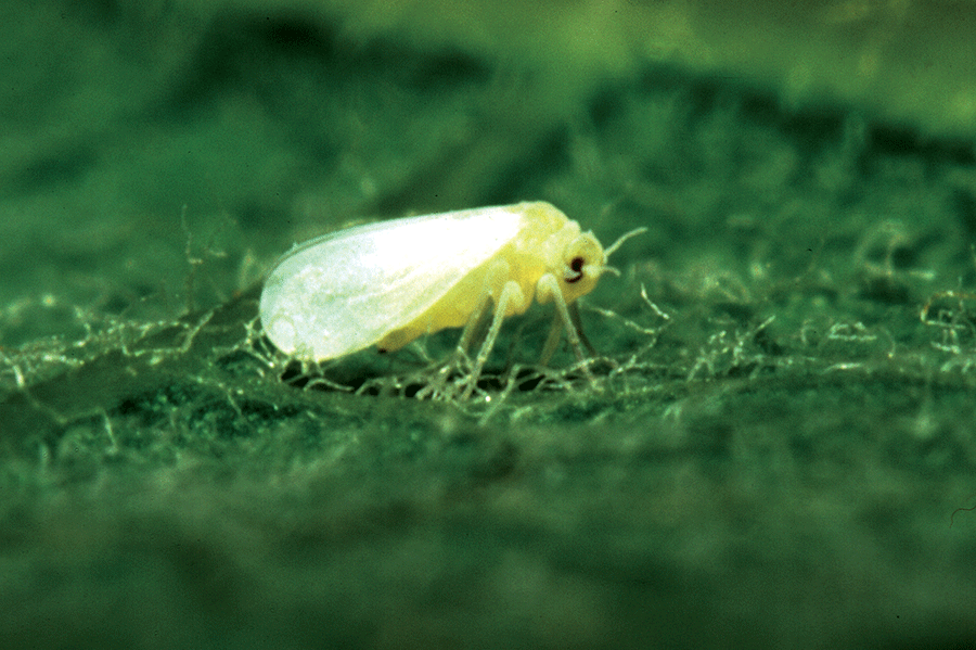 Scientists unraveling secrets of the whitefly