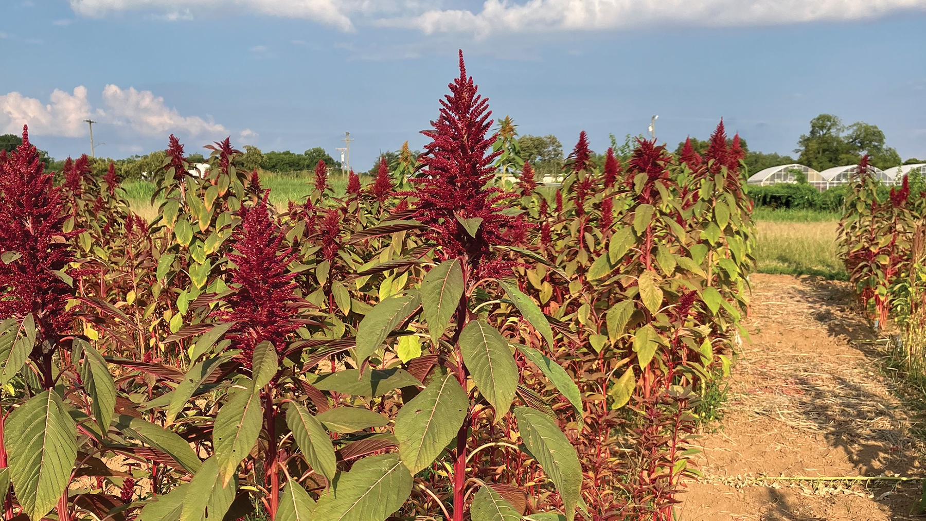 TSU develops amaranth grain varieties for farms