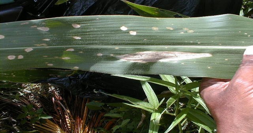 Tips for identifying Northern Corn Leaf Blight