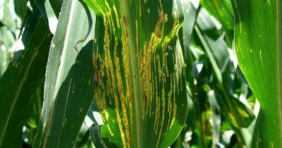 Be on lookout for new corn disease