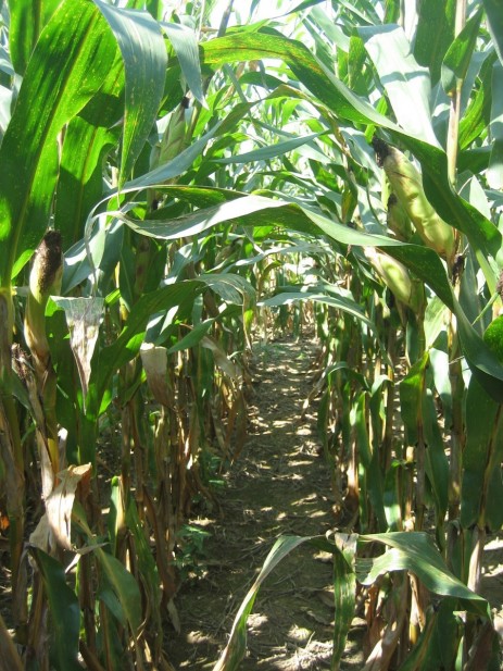 Early-season corn fungicide considerations