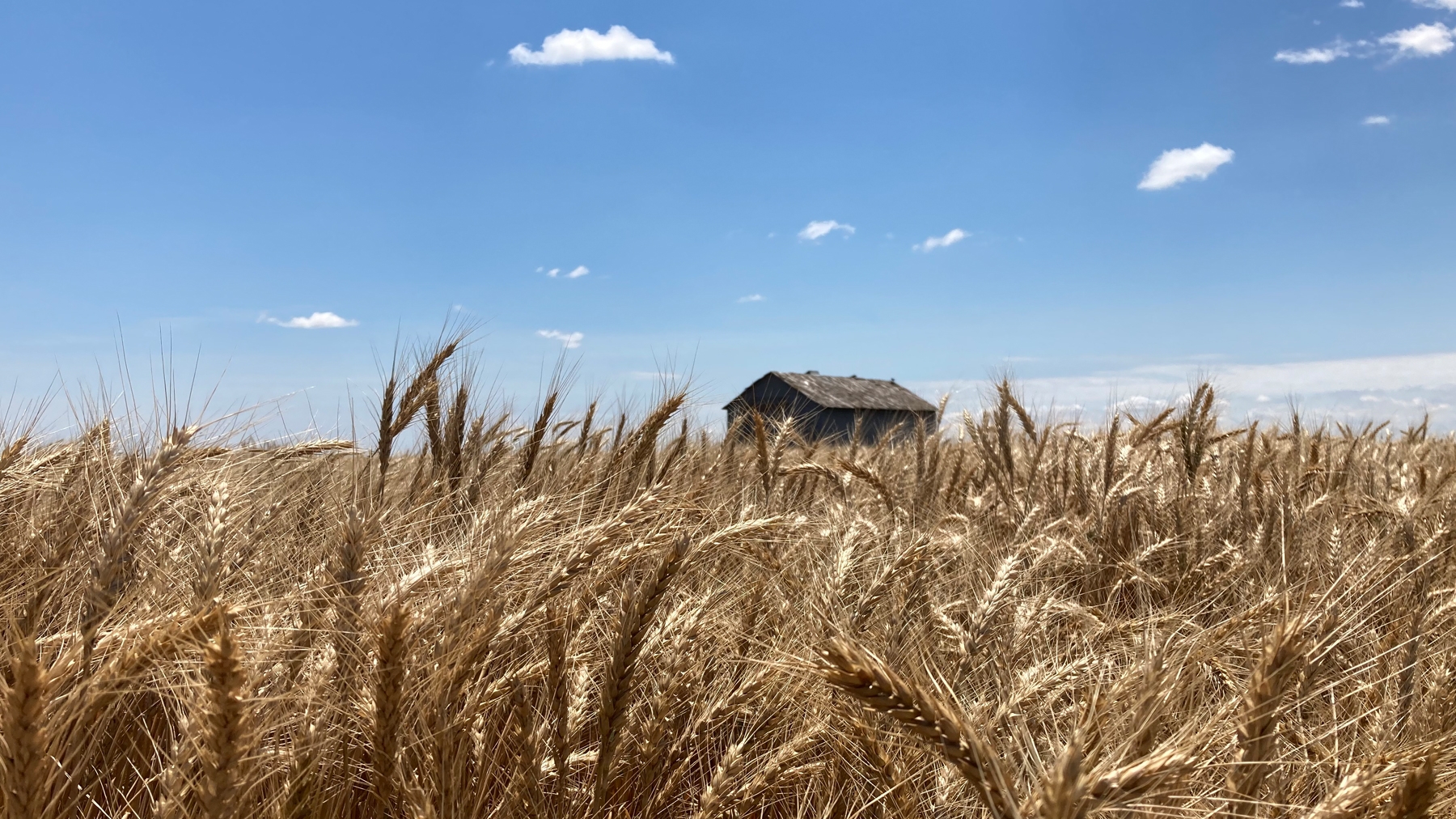 Ag census: Kansas by the numbers