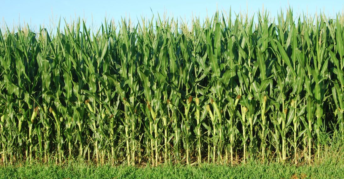 Iowa corn crop 69% silking, 7% in dough stage