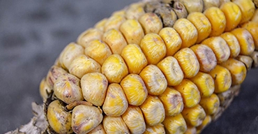 How to identify and manage for corn ear rots