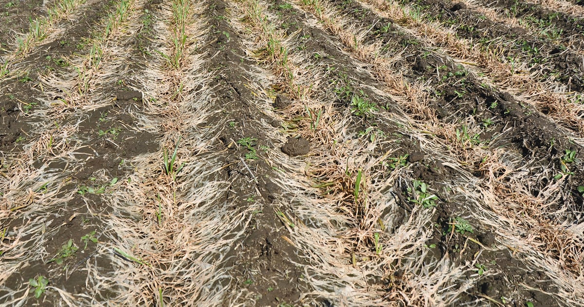 Snow mold causes damage to Washington wheat