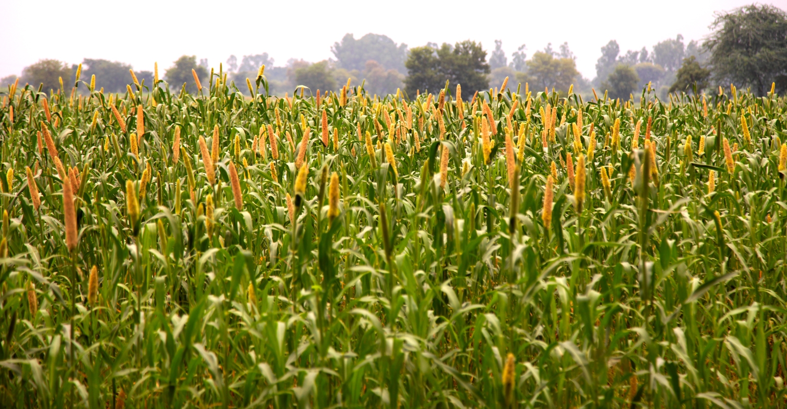 Poor first cutting? Consider these 4 warm-season options