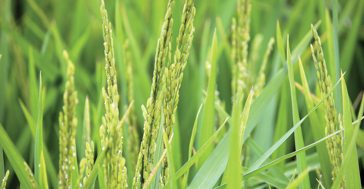 New Provisia rice varieties released
