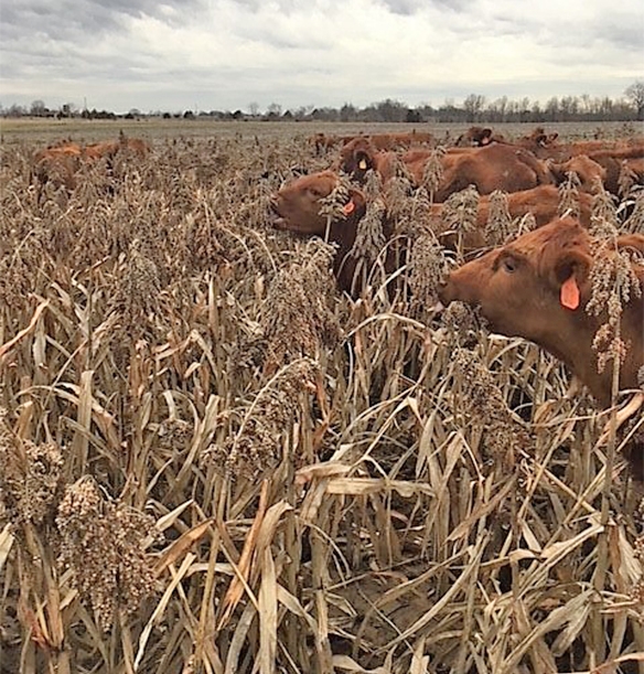 Agronomist answers questions about strip-grazing milo