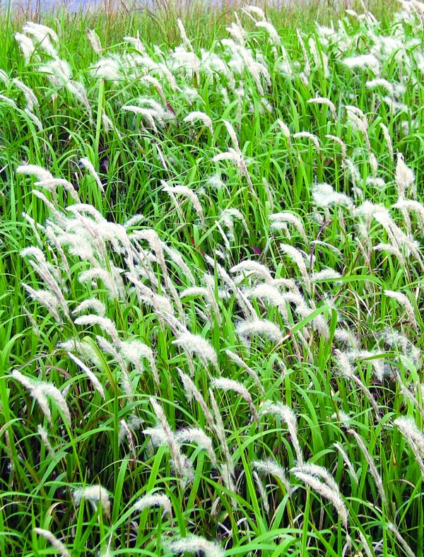 Cogongrass: 'mother of all invasive species' | Farm Progress