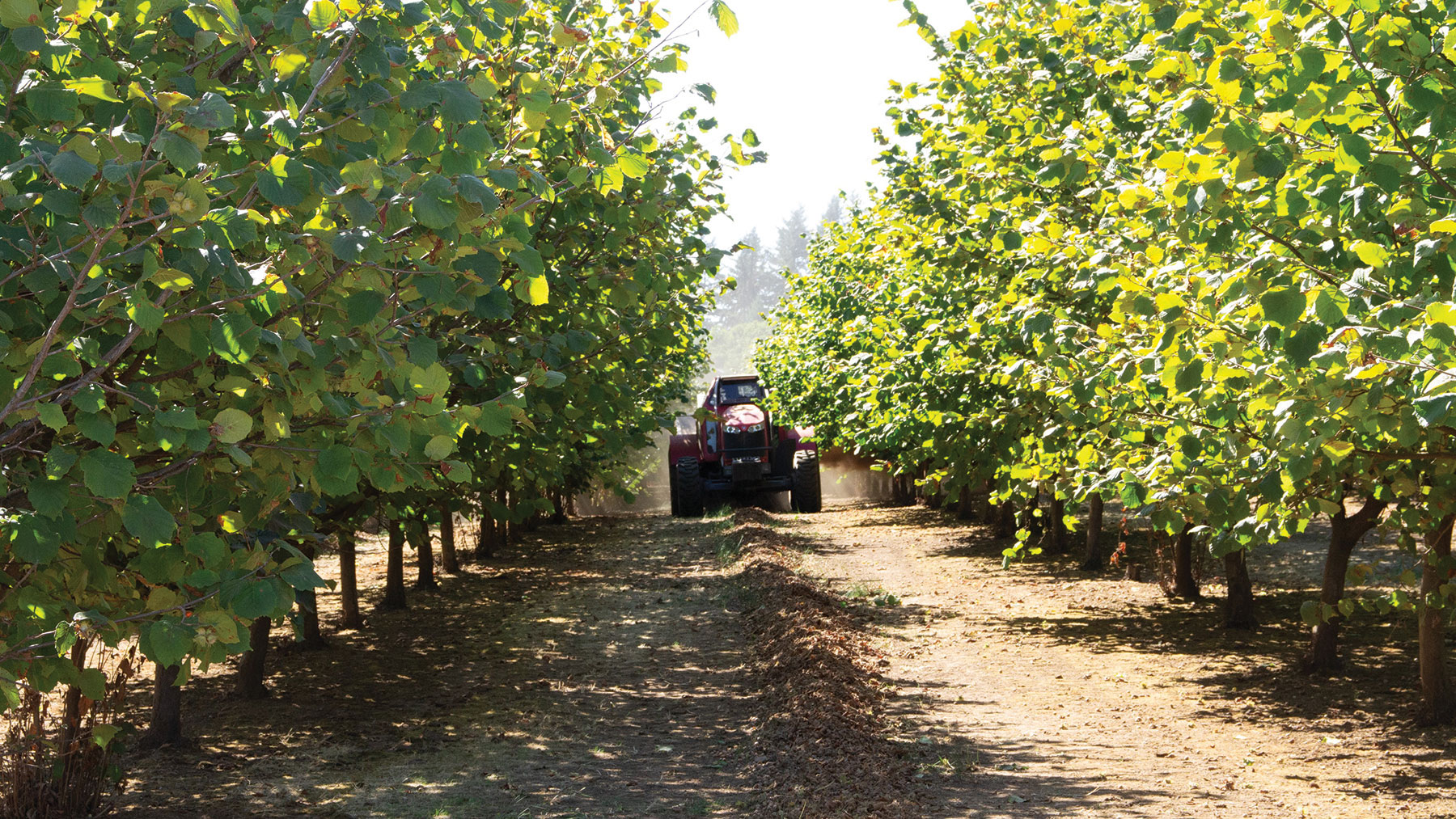 The future of hazelnuts looks promising