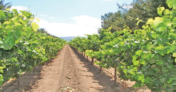 Grapevine nutrient management matter of budgeting | Farm Progress