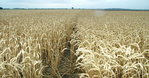 When to plant wheat | Farm Progress