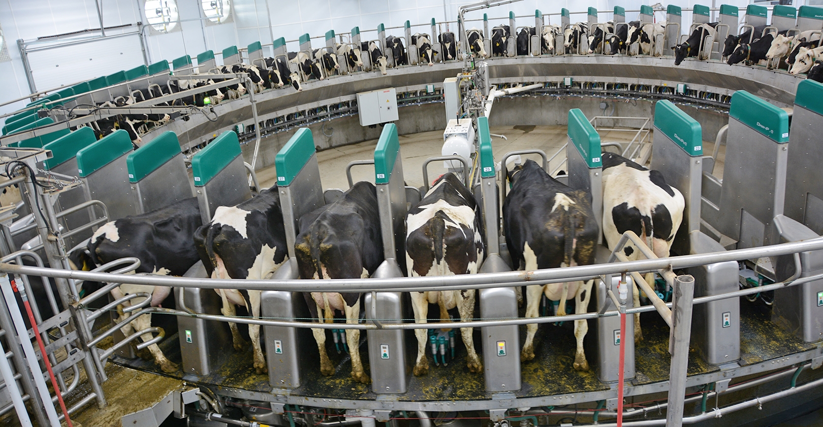 Qual Dairy steps up to rotary robotic parlor | Farm Progress