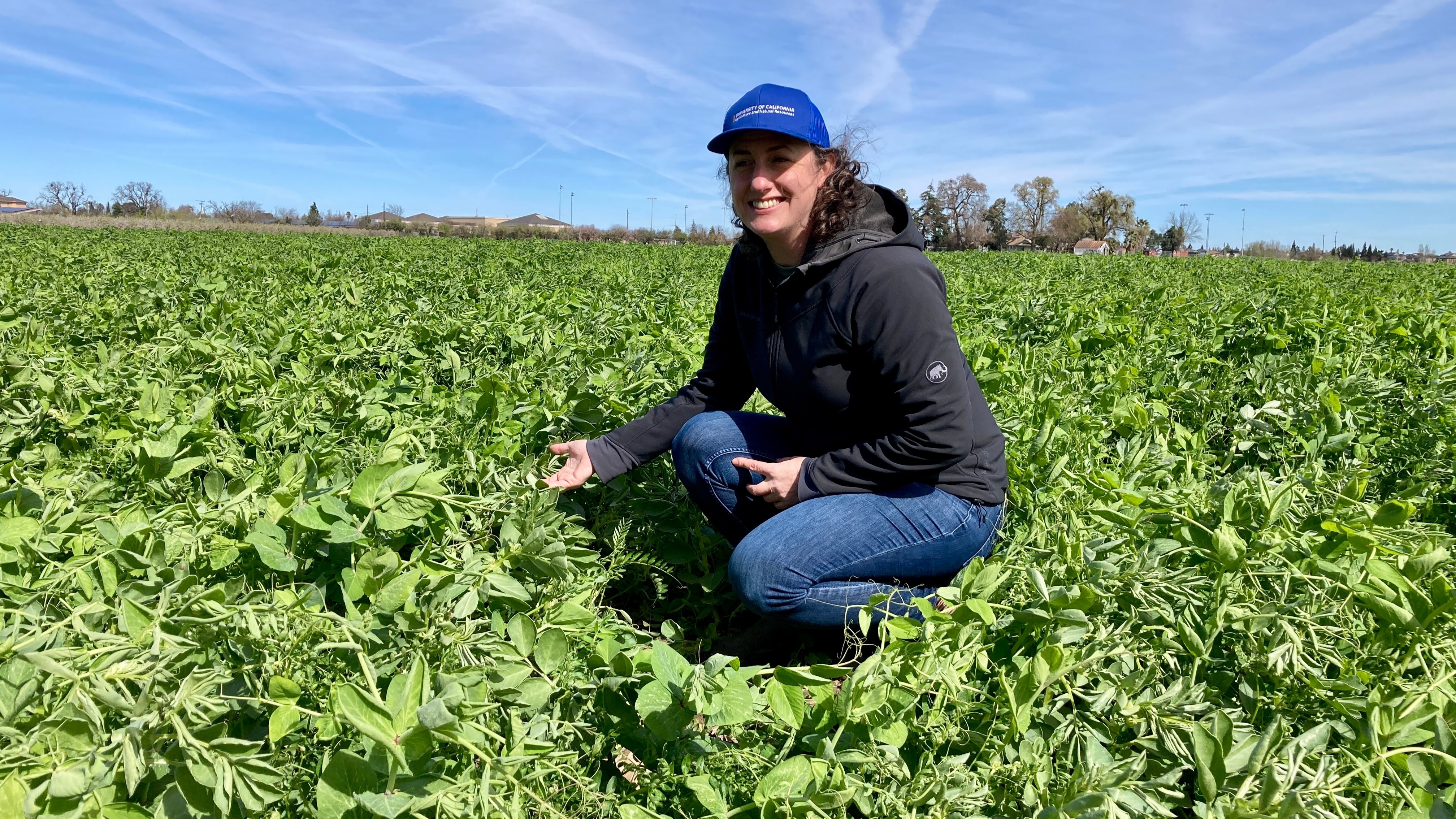 Western farmers get new cover crop selection tool