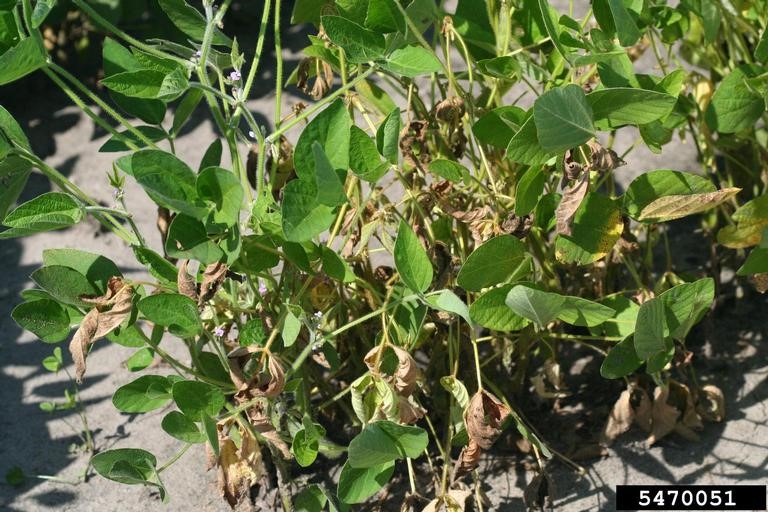 Soybean Stem Diseases: What are the Different Symptoms and Signs?