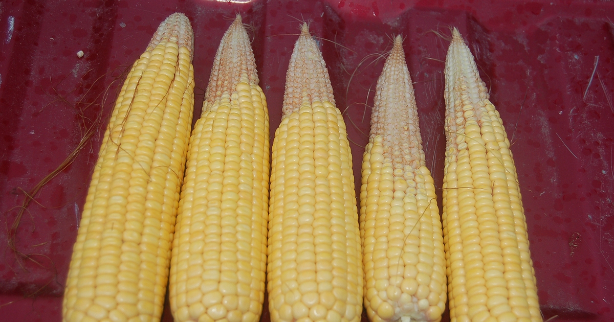 What message does tip back in corn send?