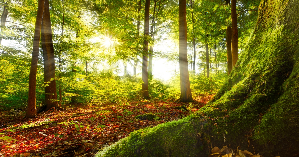 New U.S. Forest Service regs offer positive progress