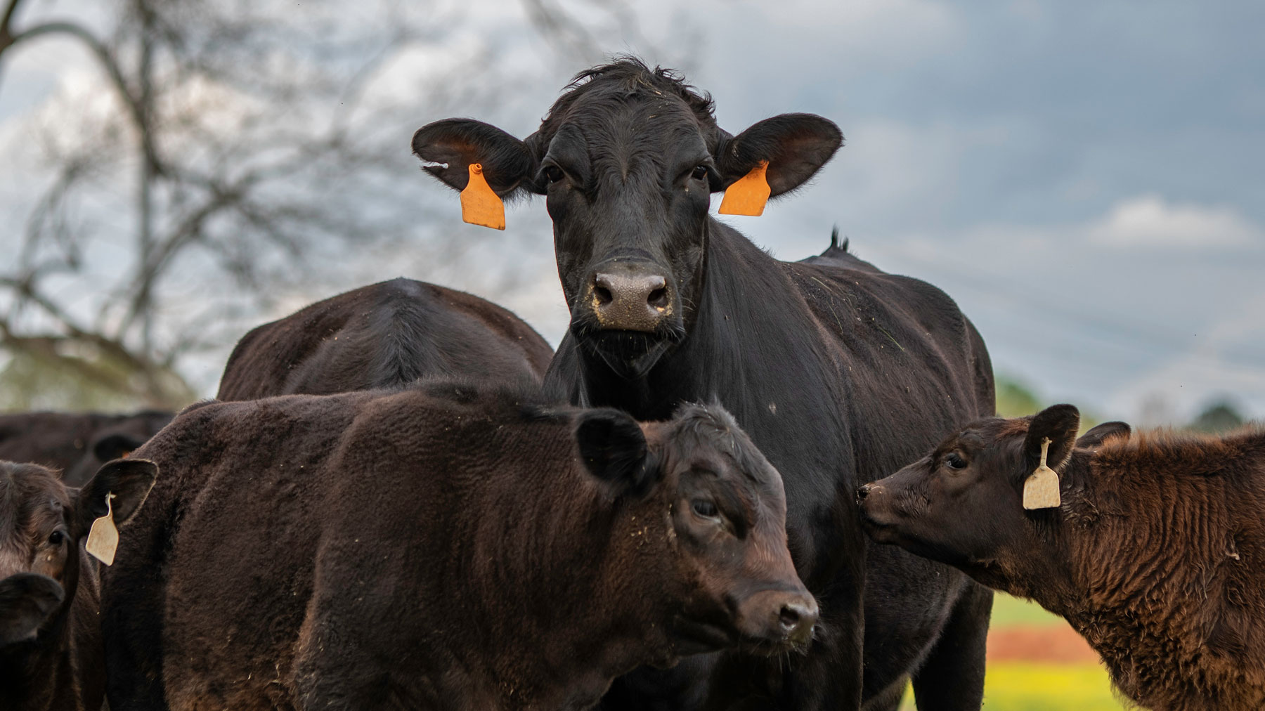 Cull cows: Right way, right time