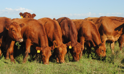 Beef Industry Scholars promote industry