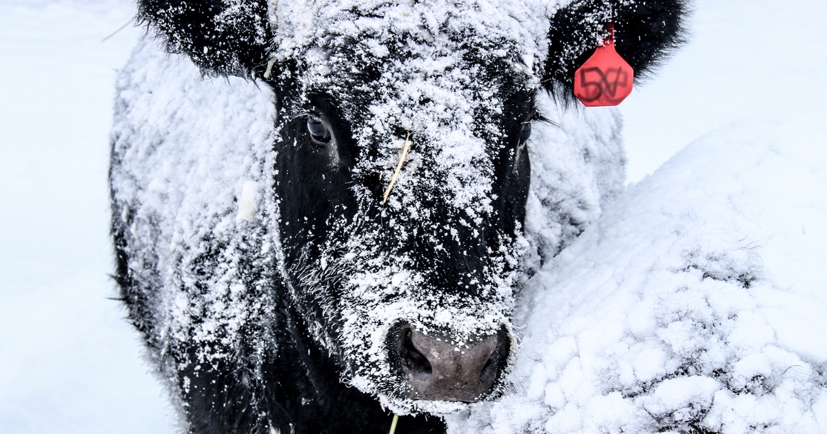 Fund set up for cattle producers affected by spring blizzard