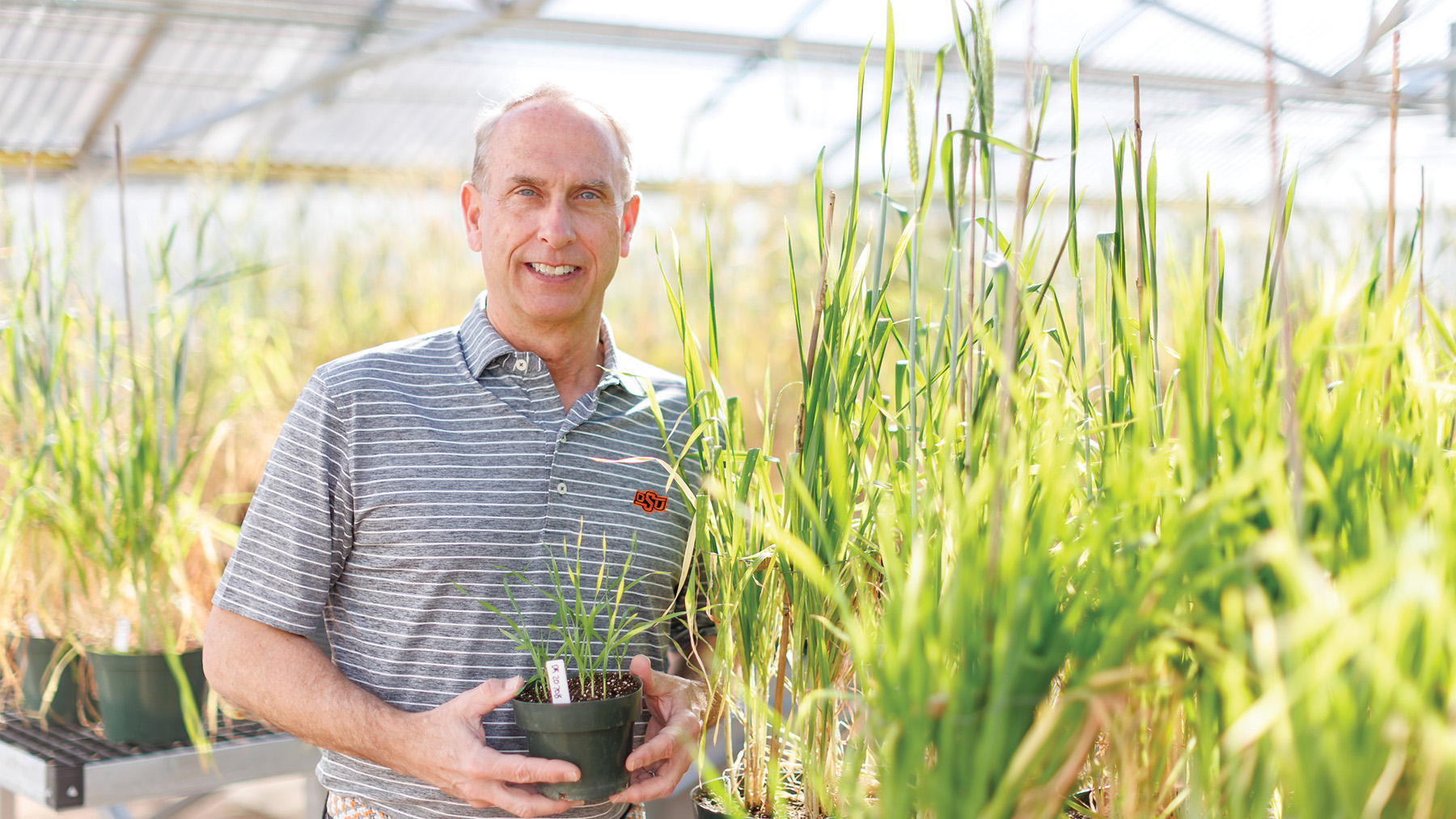 OSU to release high-yield wheat variety this fall