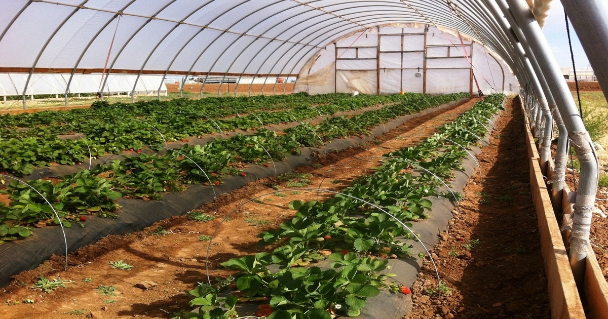 How does high tunnel farming differ from standard greenhouse operations?