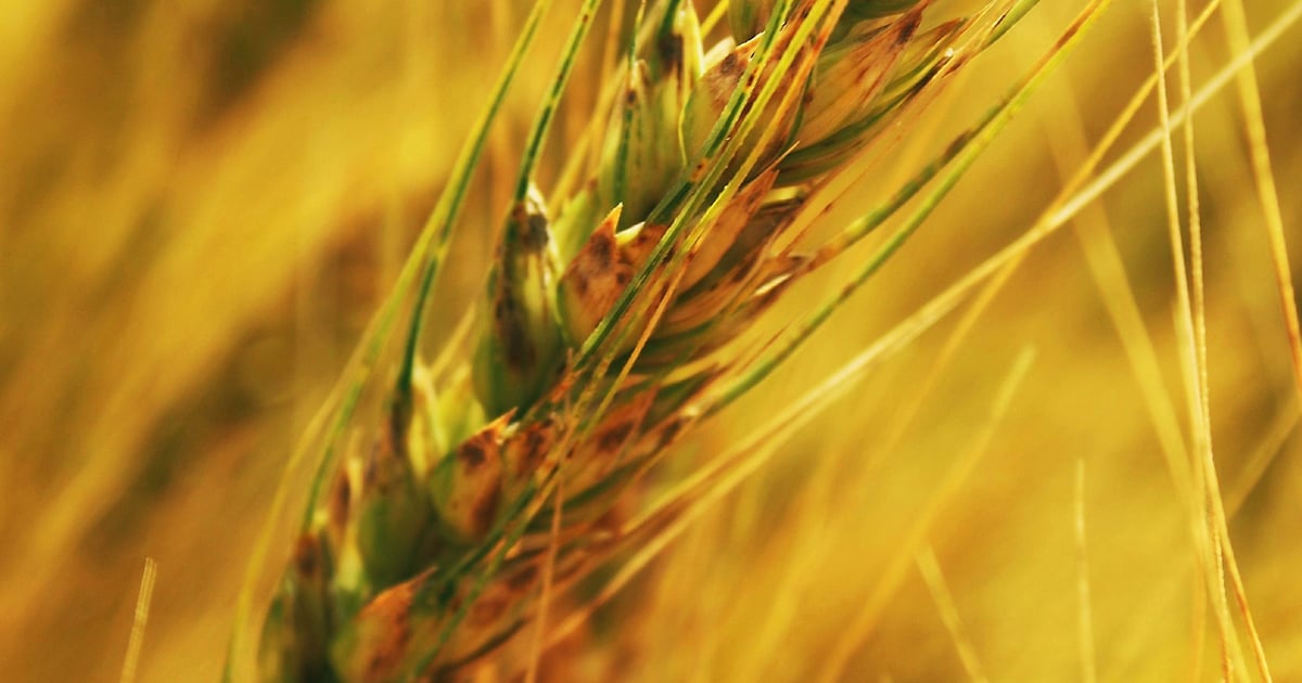 Academy promotes collaborative wheat research