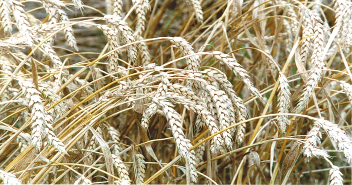 Georgia lists recommended wheat varieties for 2012 plantings | Farm ...