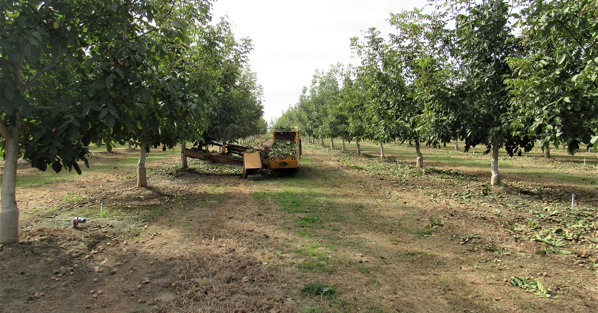 Walnut growers optimistic about season