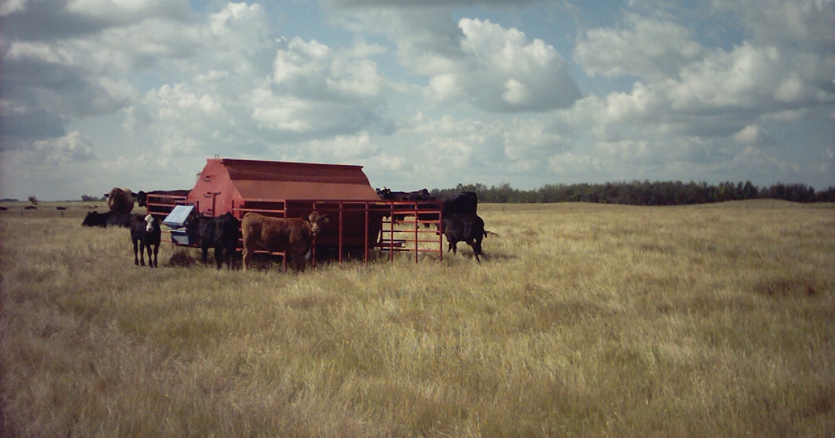Improving your cow-calf creep feed management strategy