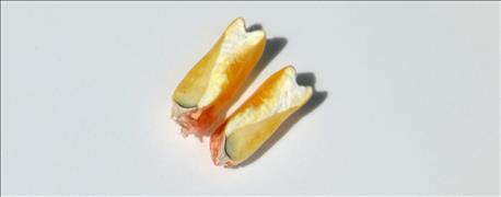 What should a healthy, mature corn kernel look like?